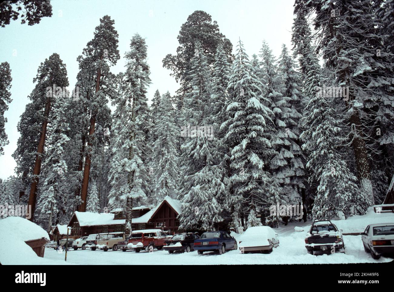 Sequoia & Kings Canyon National Park. CA. USA. 2/1985. The General ...