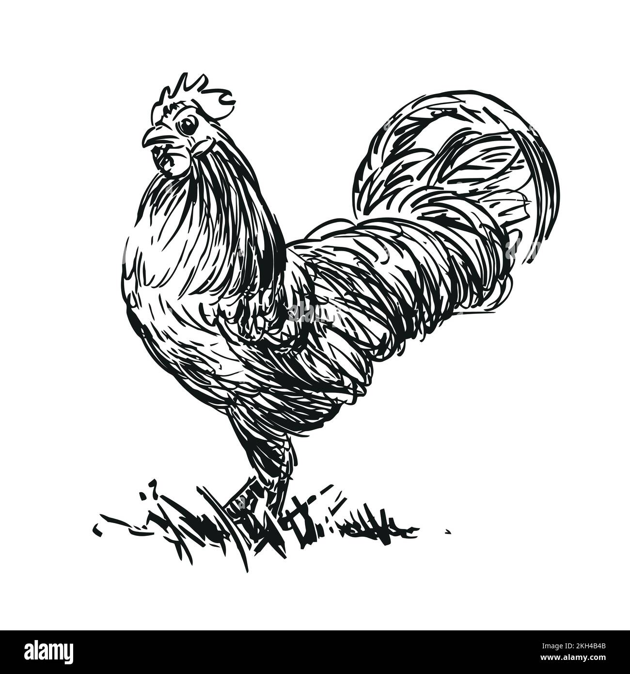 rooster - farm animal, hand drawn illustration Stock Vector Image & Art ...