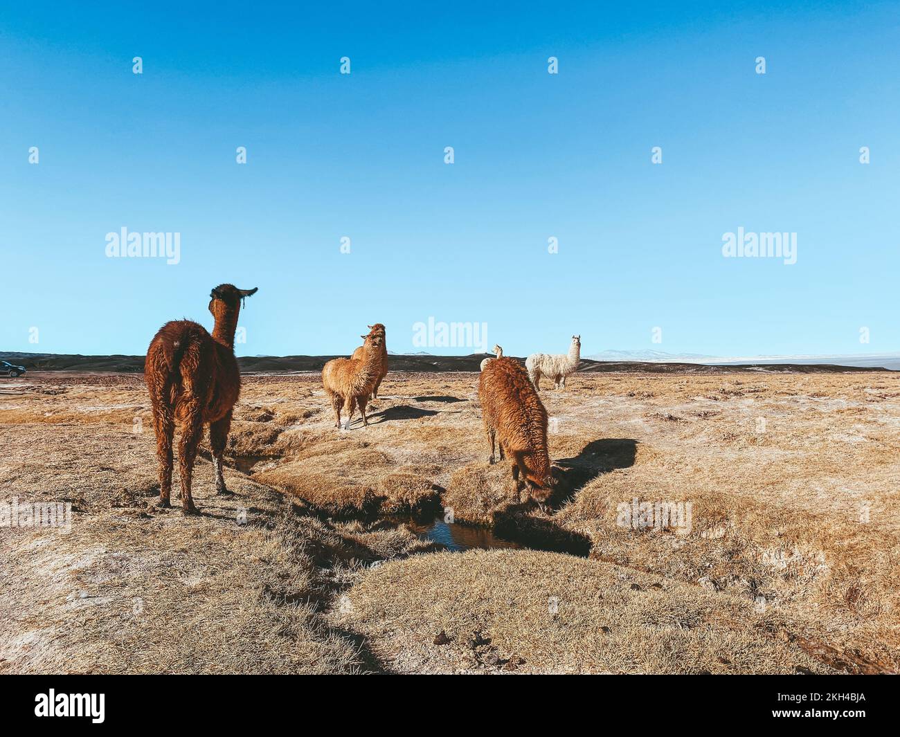 The Lamas at Carachi Pampa Lagoon, Catamarca, Argentina. Andes, puna ...