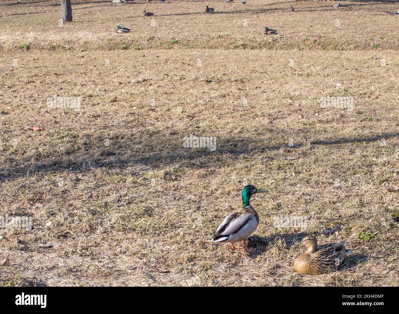 Duckling walks hi-res stock photography and images - Alamy