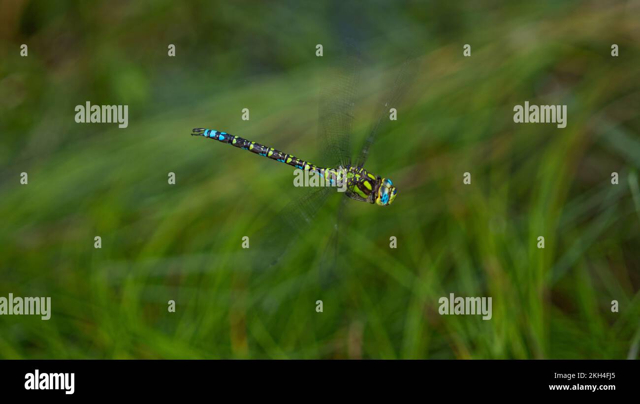 A closeup shot of a blue dragonfly flying in the air Stock Photo - Alamy