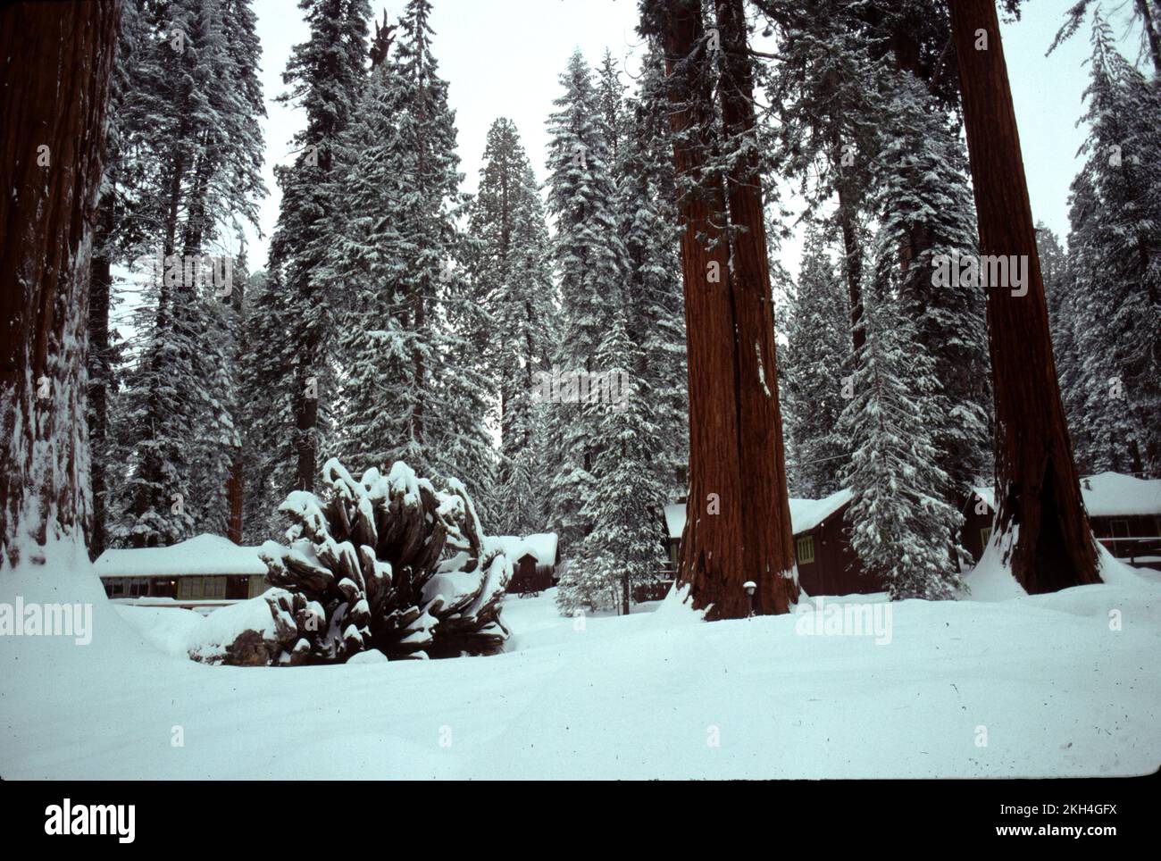 Sequoia & Kings Canyon National Park. CA. USA. 2/1985. The General ...