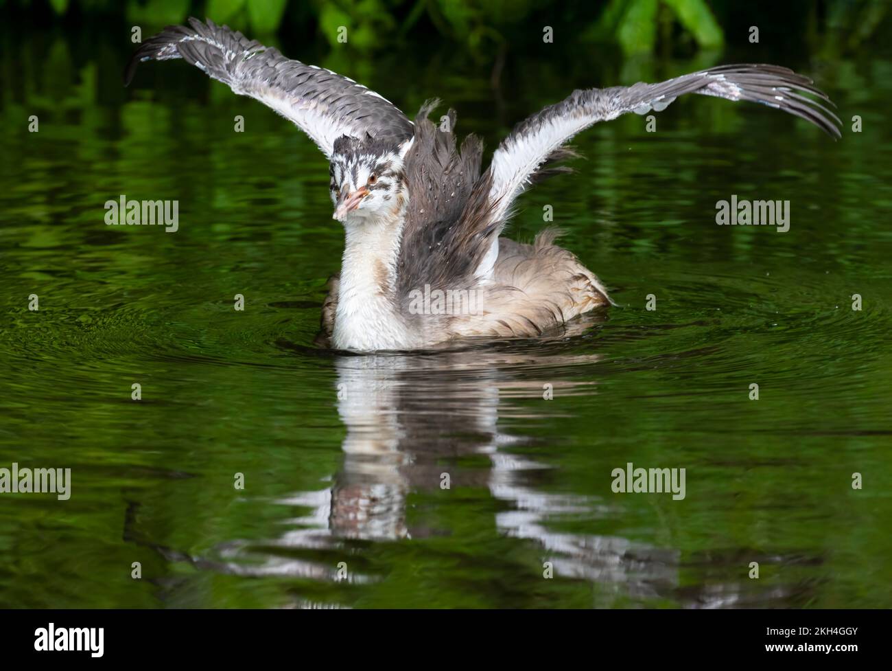 Great Crested Grebe (Podiceps cristatus) juvenile with wings spread ...