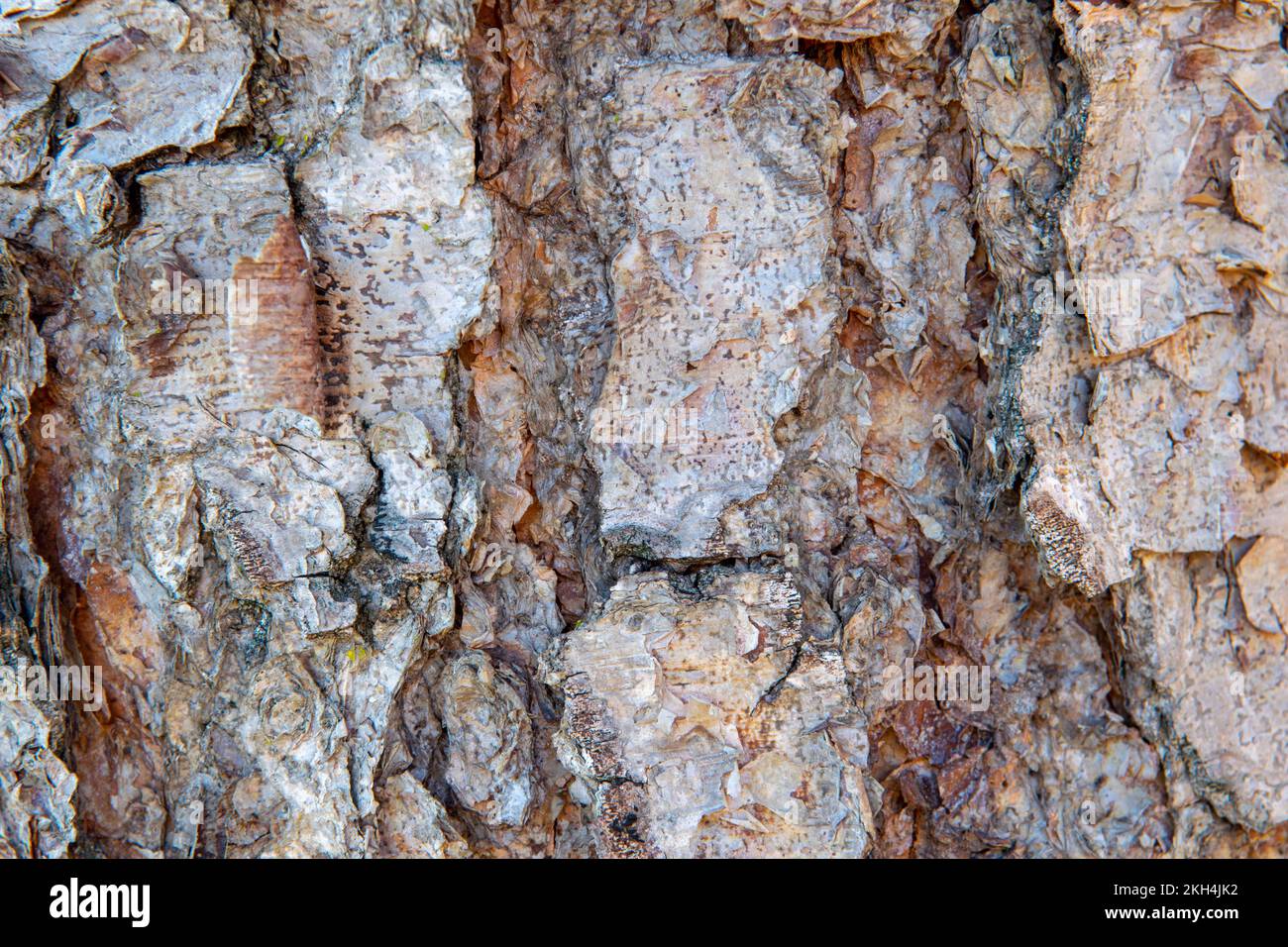 Tree Trunk Background for art or sreen saver Stock Photo - Alamy