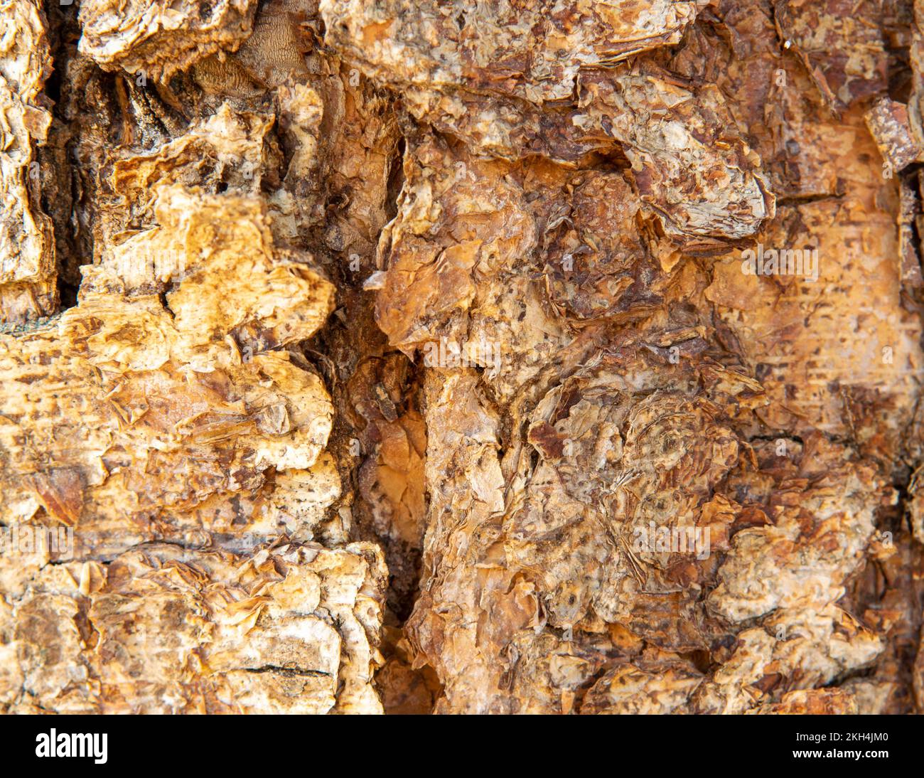 Tree Trunk Background for art or sreen saver Stock Photo - Alamy