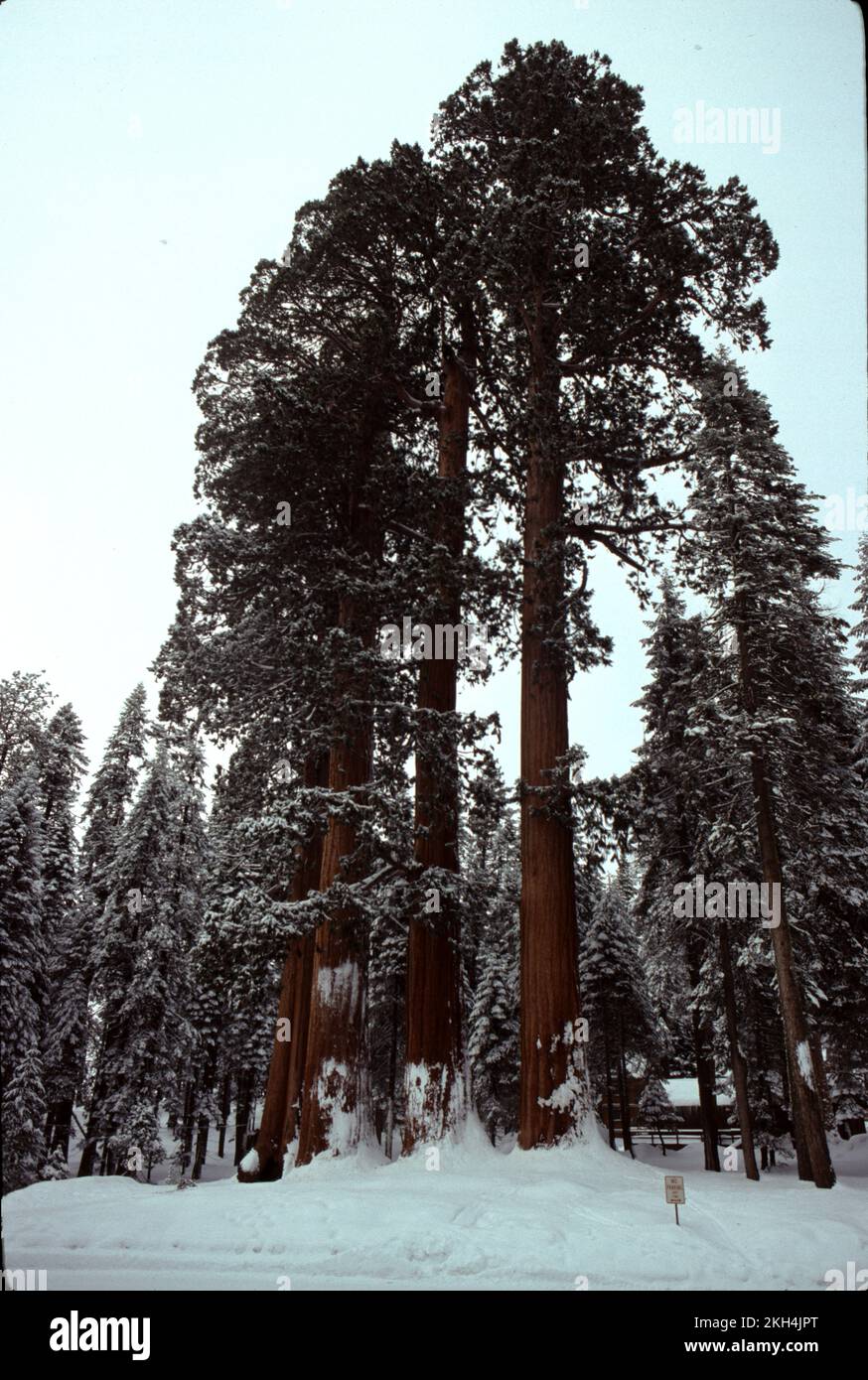 Sequoia & Kings Canyon National Park. CA. USA. 2/1985. The General ...