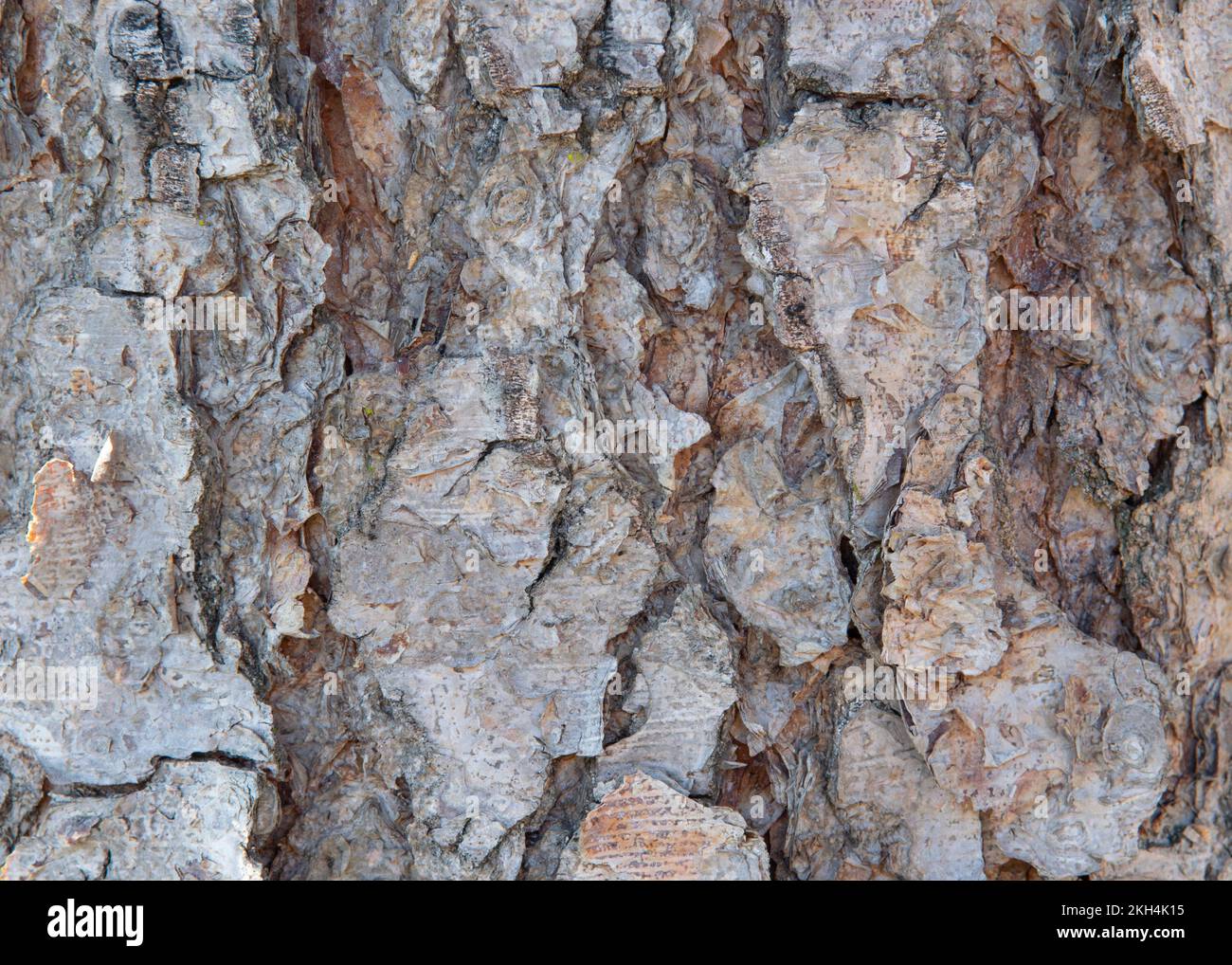 Tree Trunk Background for art or sreen saver Stock Photo - Alamy