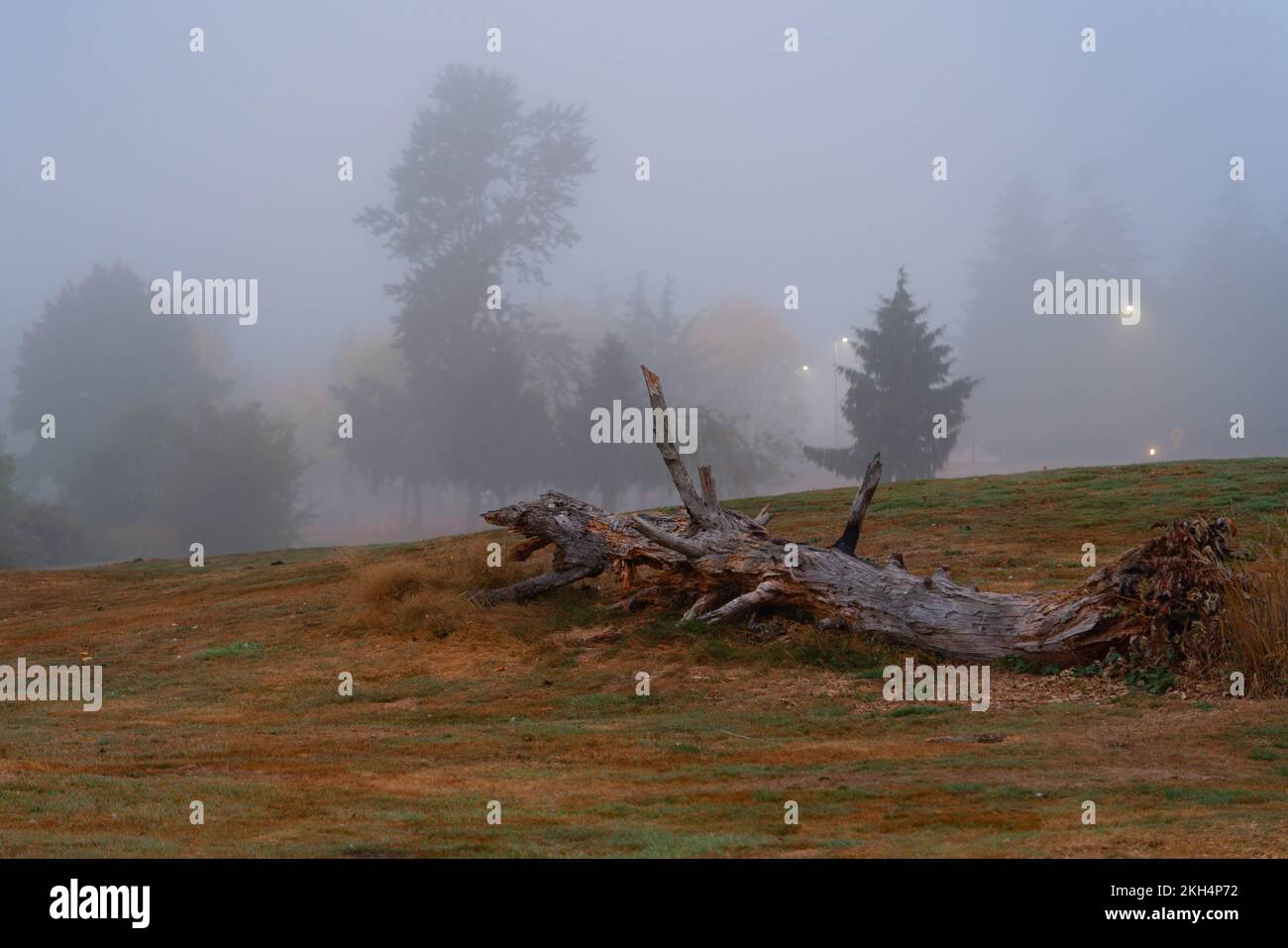 An old and felled tree in a field with hazy trees in background Stock ...