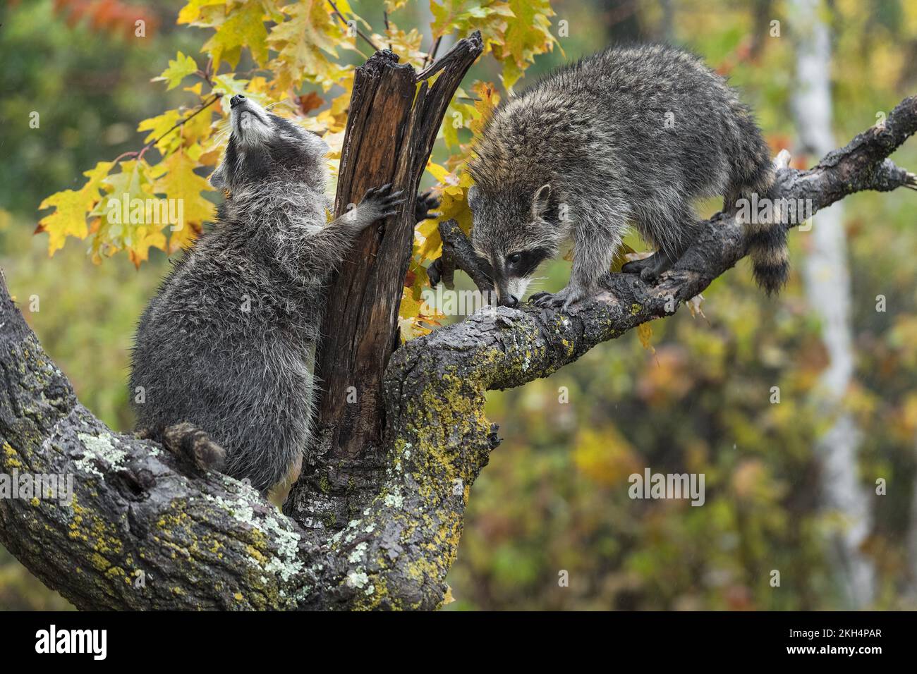 Two Raccoons (Procyon lotor) in Tree One Looking Up One Looking Down ...