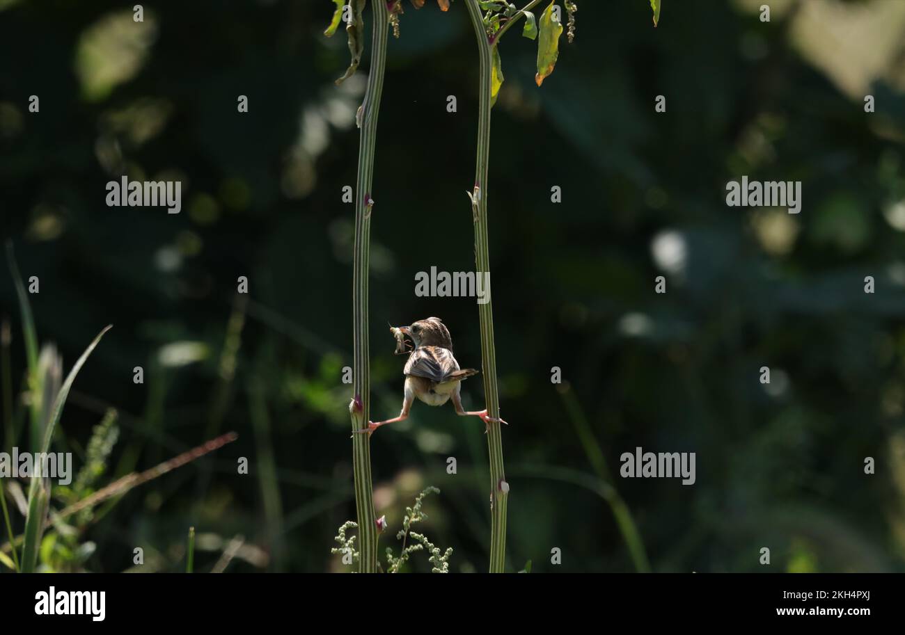 Japanese sparrow hi-res stock photography and images - Alamy