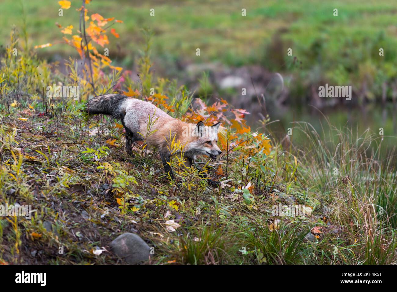 Amber Phase Fox (Vulpes vulpes) Walks Down Side of Island Autumn ...