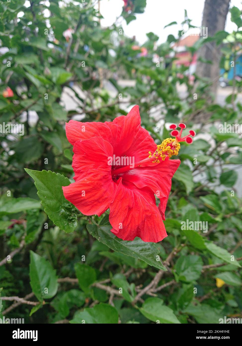 A vertical shot of a fully bloomed hibiscus flower in a garden Stock ...
