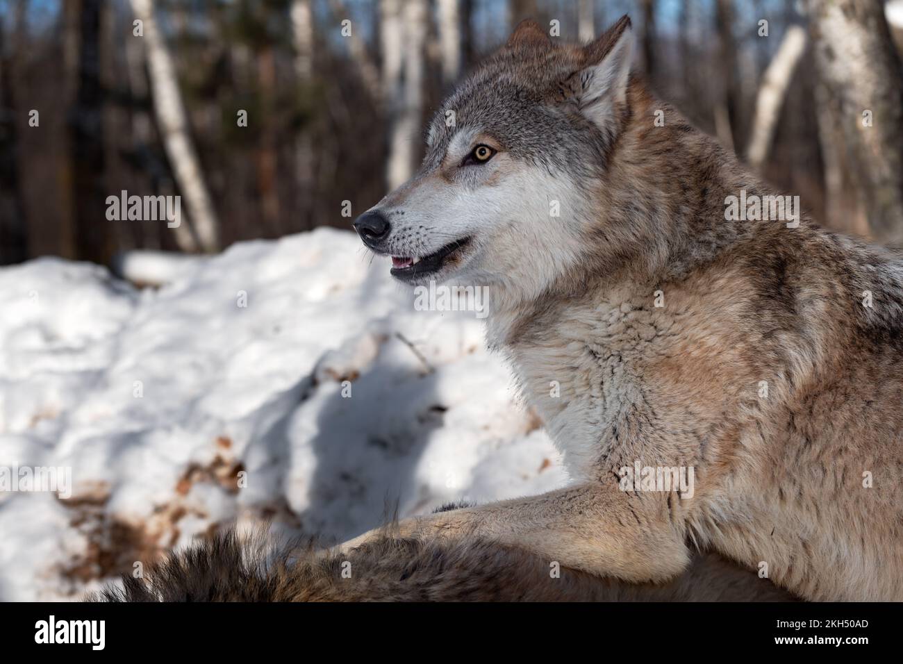 Grey Wolf (Canis lupus) Paws Over Back of Second Wolf Winter - captive ...