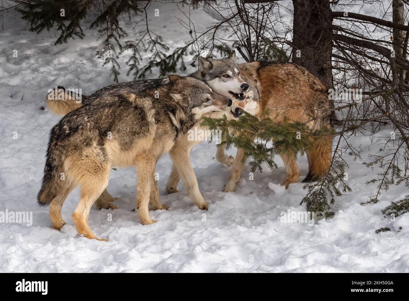 Three Grey Wolves (Canis lupus) Nuzzle Under Pine Tree Winter - captive ...