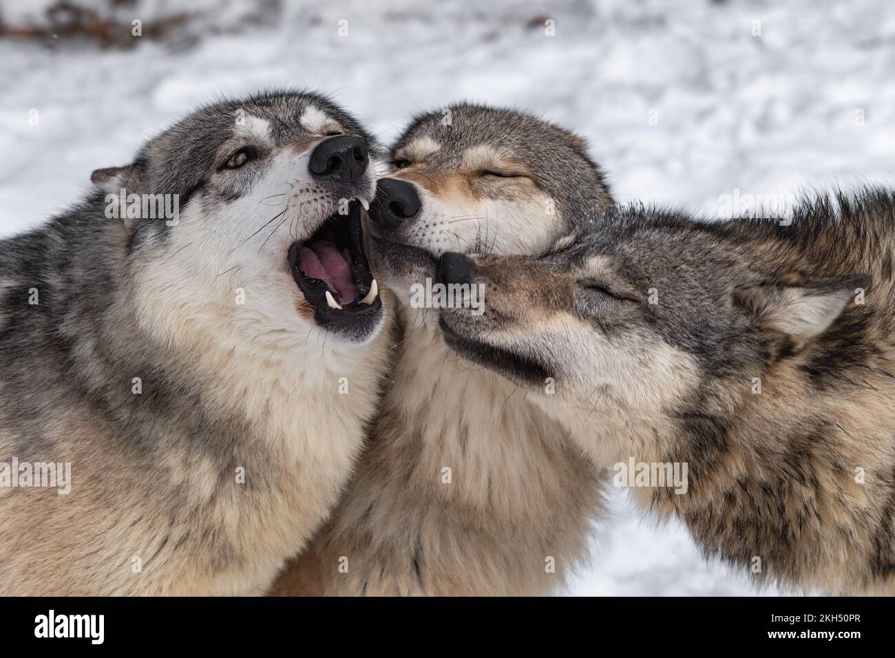 Three Grey Wolves (Canis lupus) Press Their Heads Together Winter ...