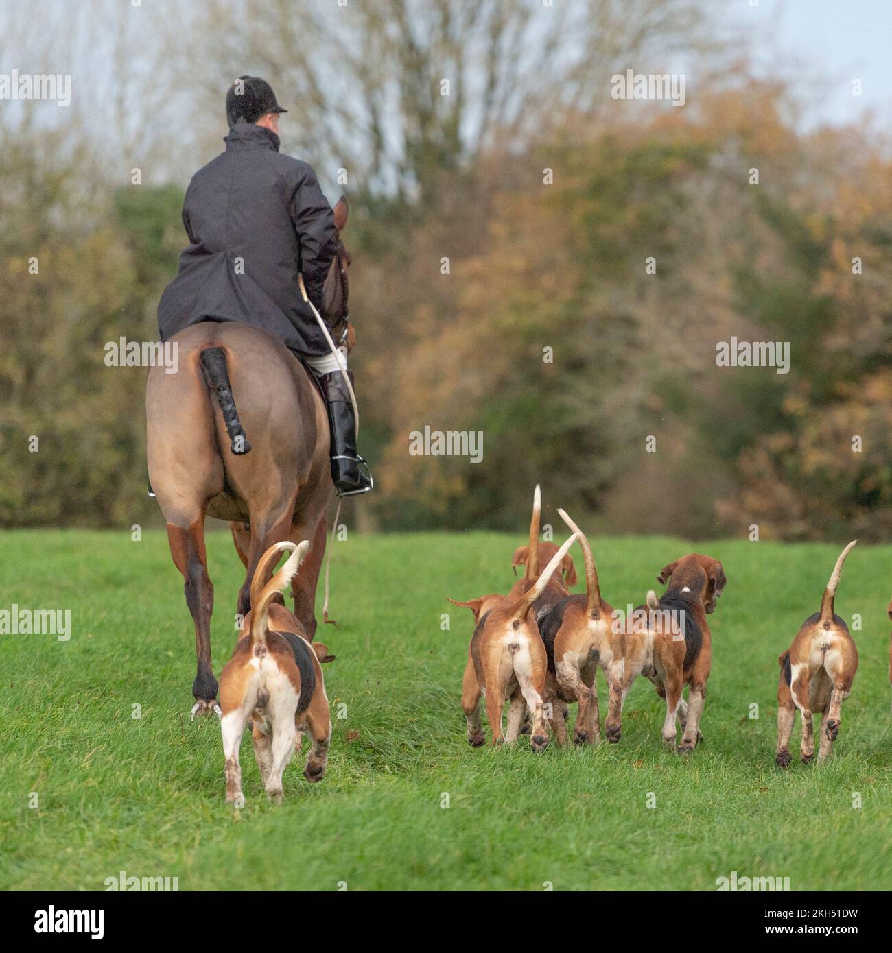 huntsman with a pack of hounds, rear view Stock Photo - Alamy