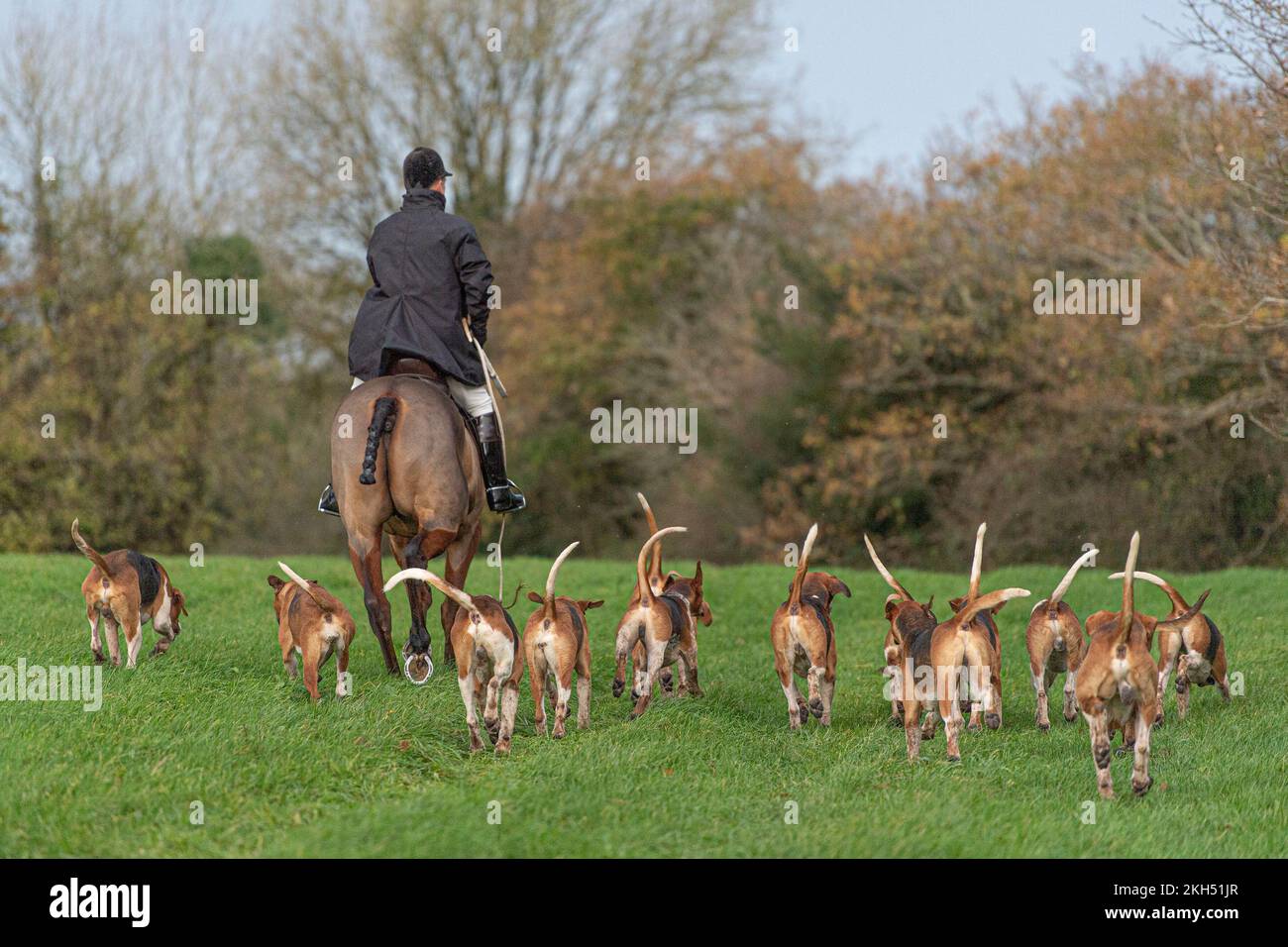 huntsman with a pack of hounds, rear view Stock Photo - Alamy