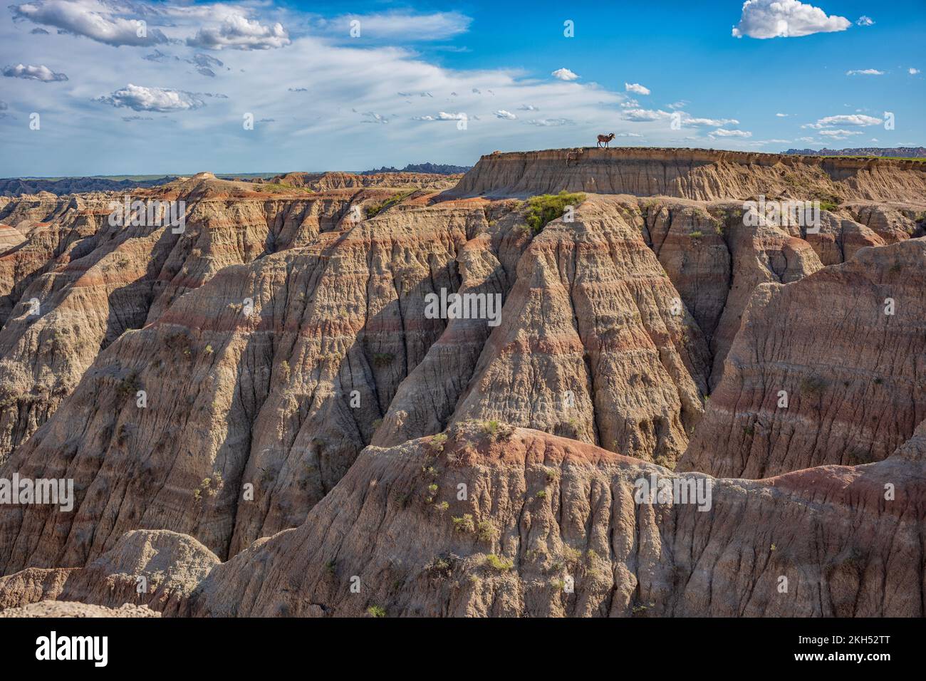 Bighorn sheep seen here at Badlands National Park, South Dakota during ...