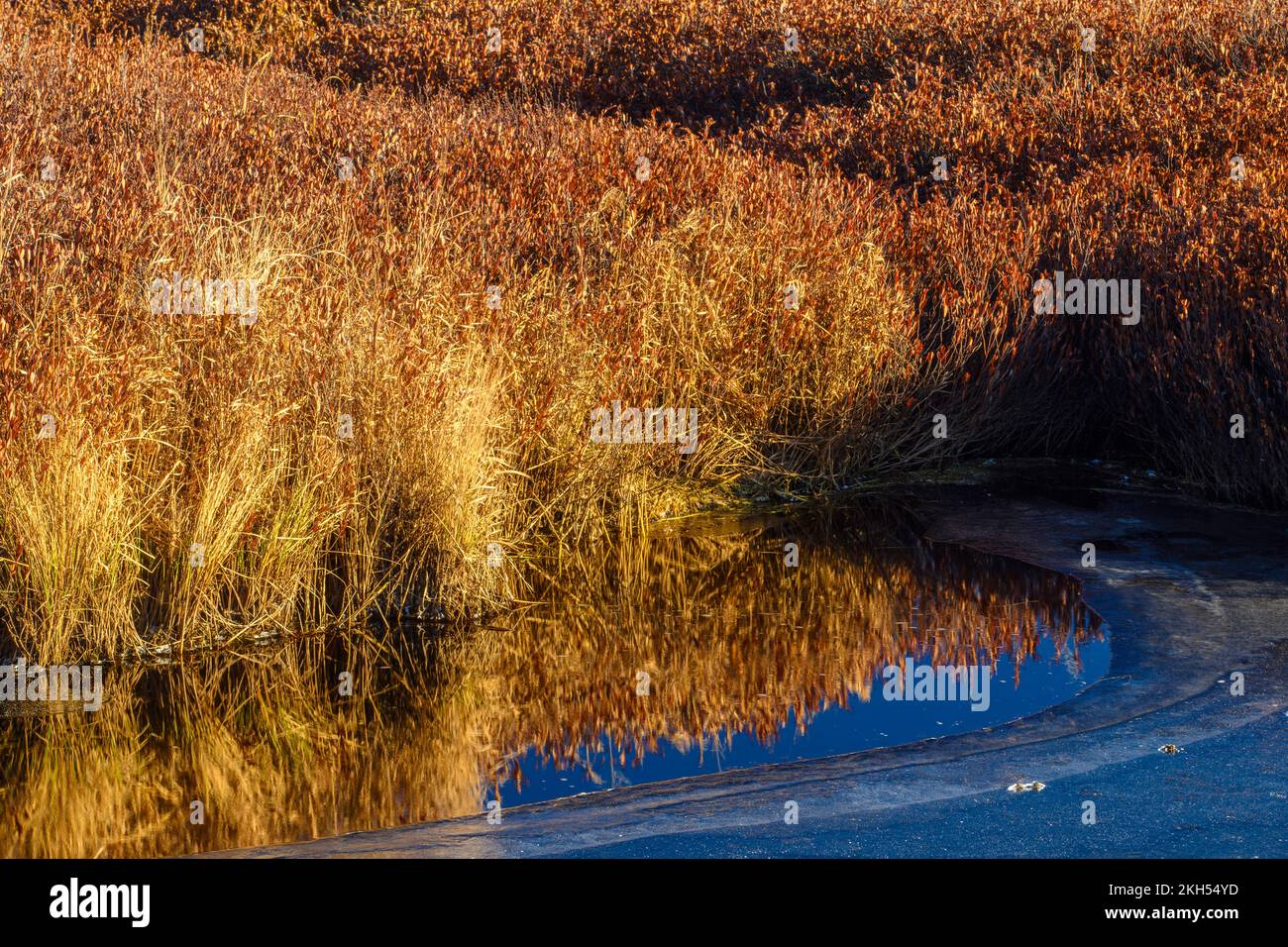 Ice and snow at the edge of a leatherleaf bog, Greater Sudbury, Ontario ...