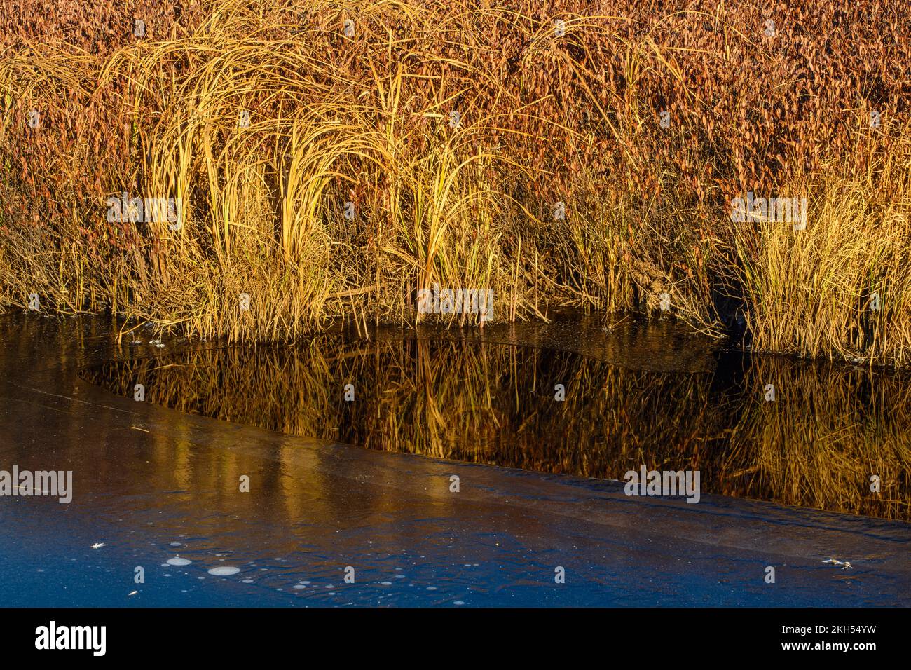 Ice and snow at the edge of a leatherleaf bog, Greater Sudbury, Ontario ...