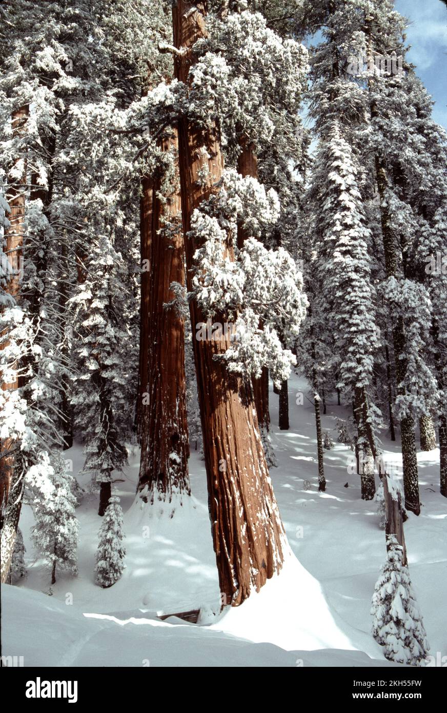 Sequoia & Kings Canyon National Park. CA. USA. 2/1985. The General ...