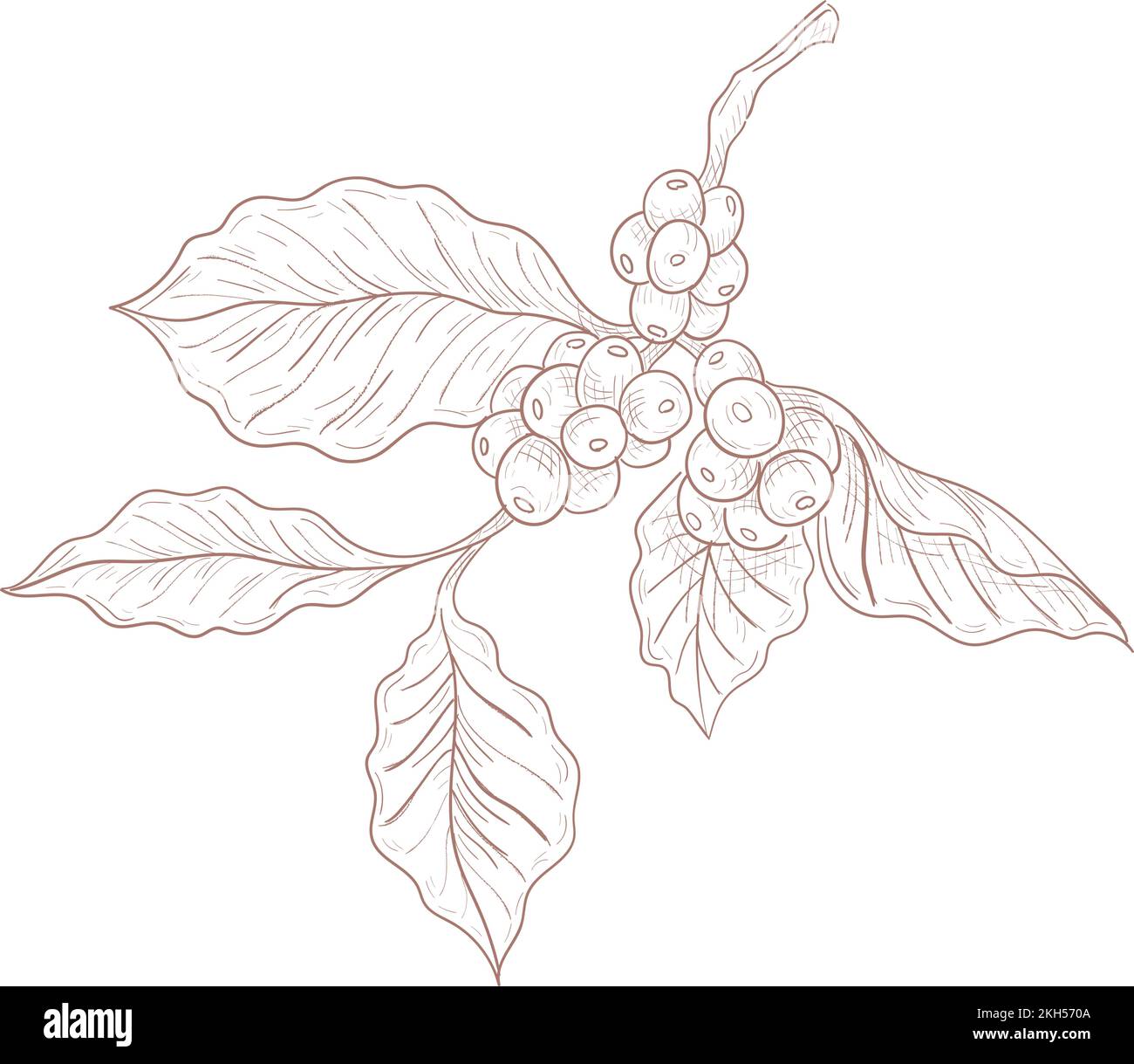 Sketch of coffee plant with beans Vector Stock Vector Image & Art - Alamy