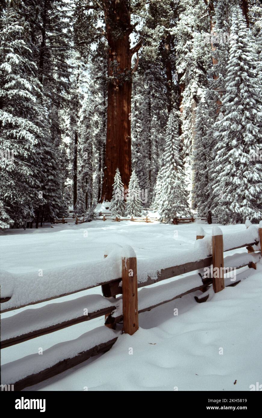 Sequoia & Kings Canyon National Park. CA. USA. 2/1985. The General ...