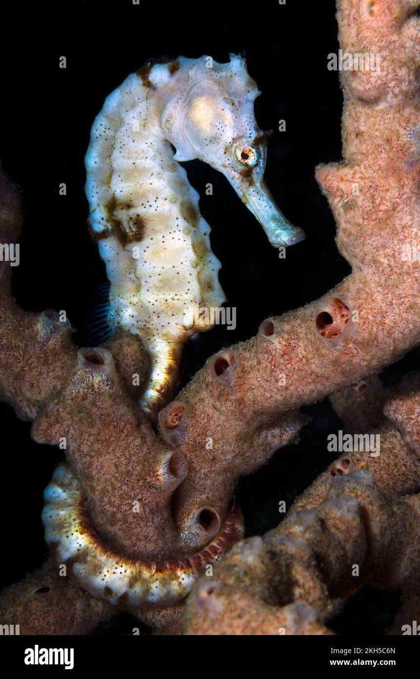 Giant seahorse hi-res stock photography and images - Alamy