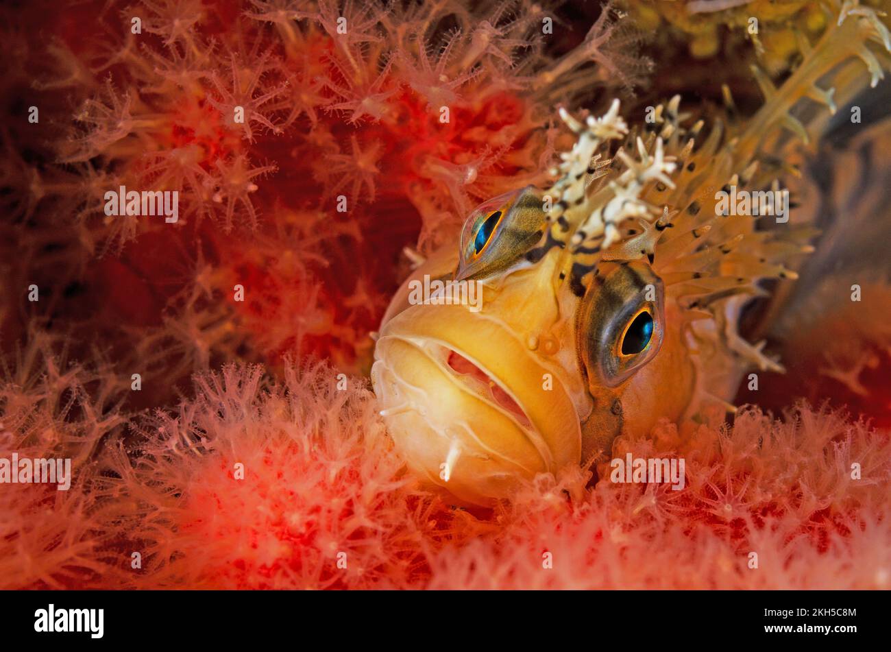 Warbonnet hi-res stock photography and images - Alamy