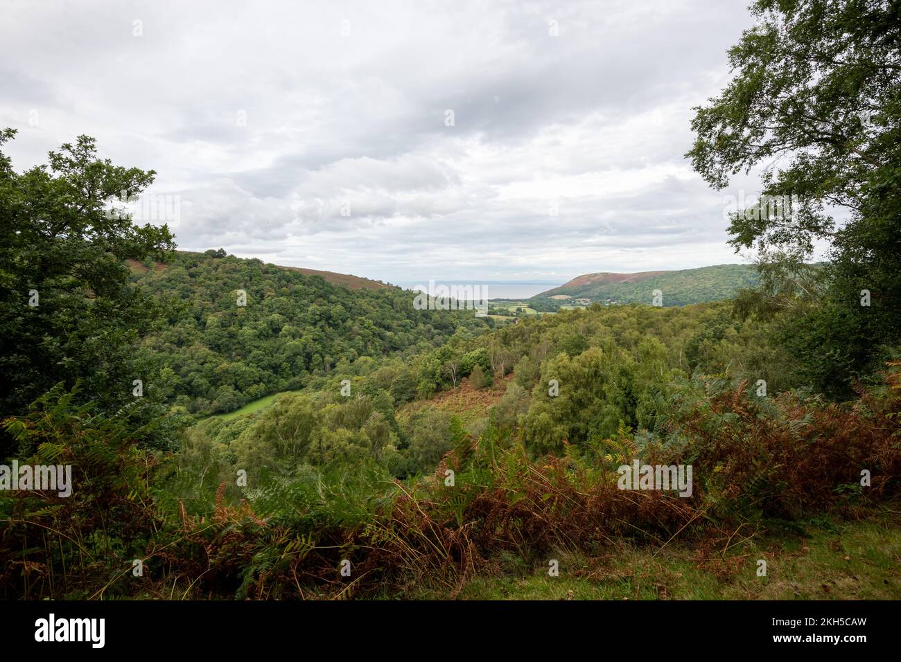 Landscape photo of Horner woods in Exmoor National Park Stock Photo - Alamy