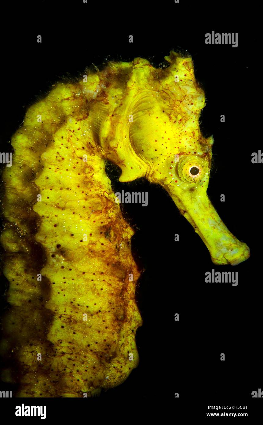 Pacific seahorse hippocampus ingens sea hi-res stock photography and ...