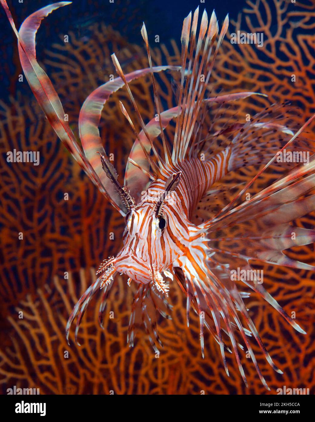 Spiky fins hi-res stock photography and images - Alamy