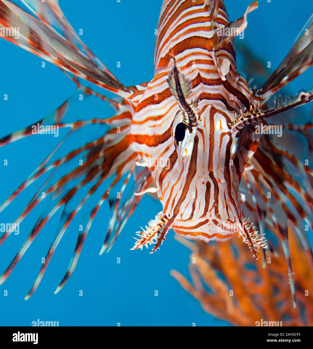 Spiky fins hi-res stock photography and images - Alamy