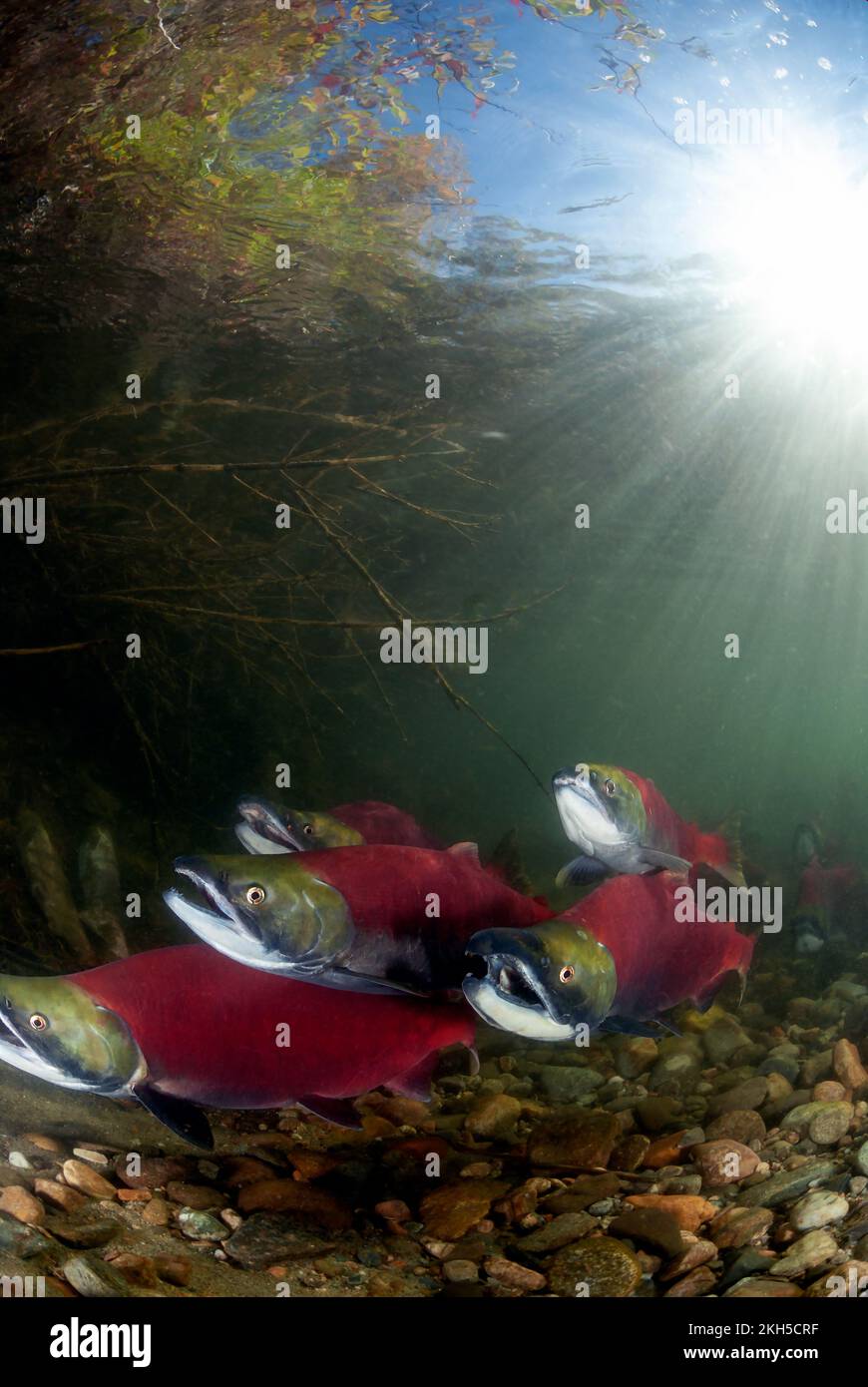 Underwater salmon sockeye hi-res stock photography and images - Alamy