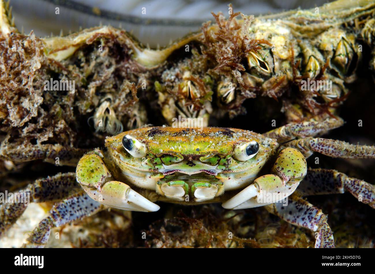 Mud flats crab hi-res stock photography and images - Alamy
