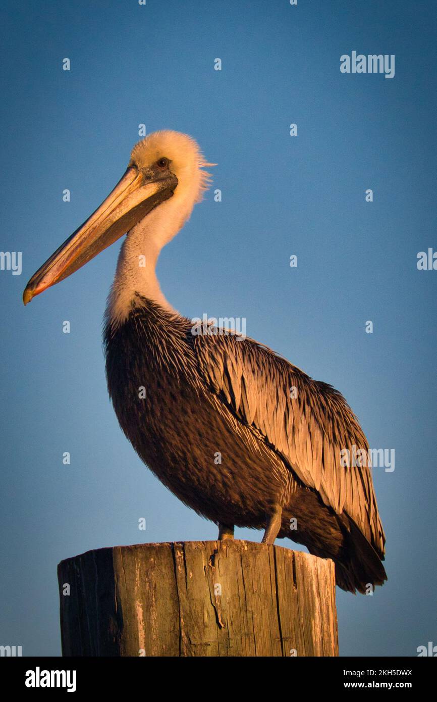 A vertical shot of the pelican sitting on a pier piling Stock Photo - Alamy