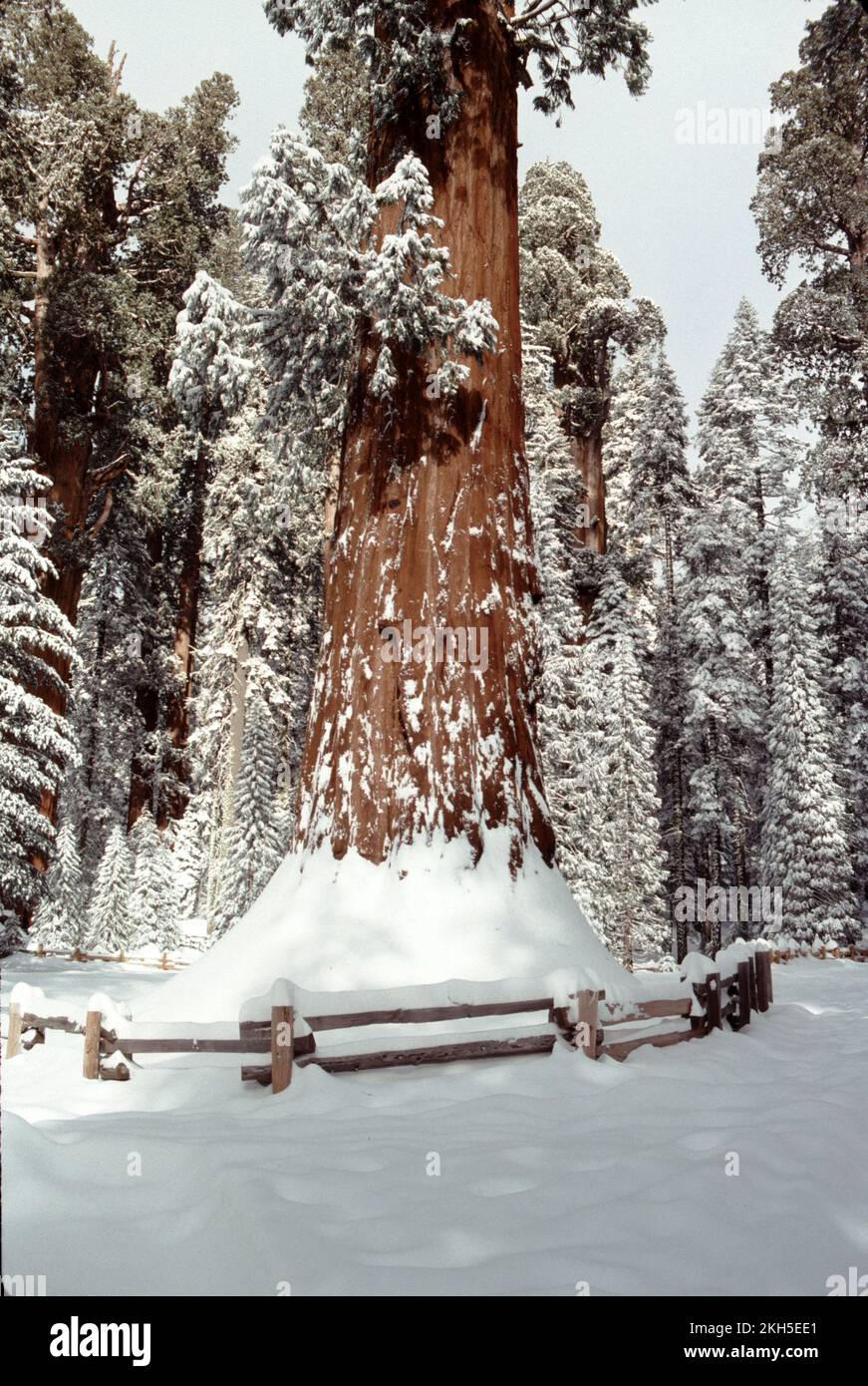 Sequoia & Kings Canyon National Park. CA. USA. 2/1985. The General ...