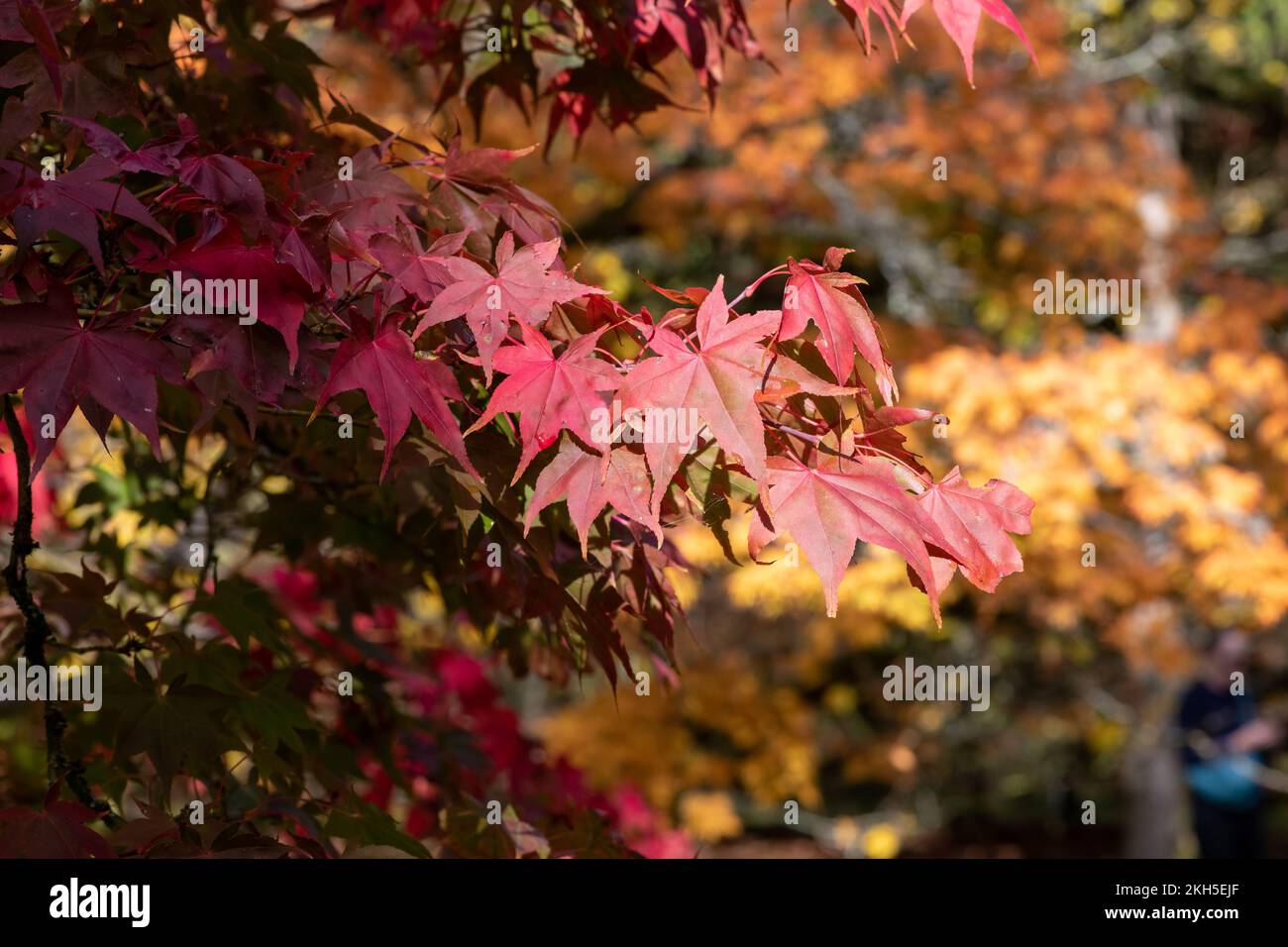 Close up of red leaves on a Japanese maple (acer palmatum) tree in ...