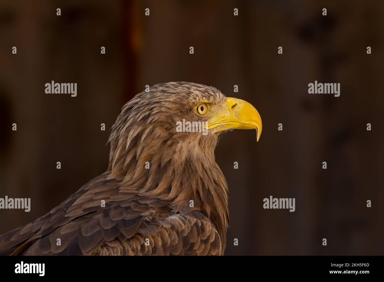 A shallow focus of a beautiful eagle with an attentive look Stock Photo ...