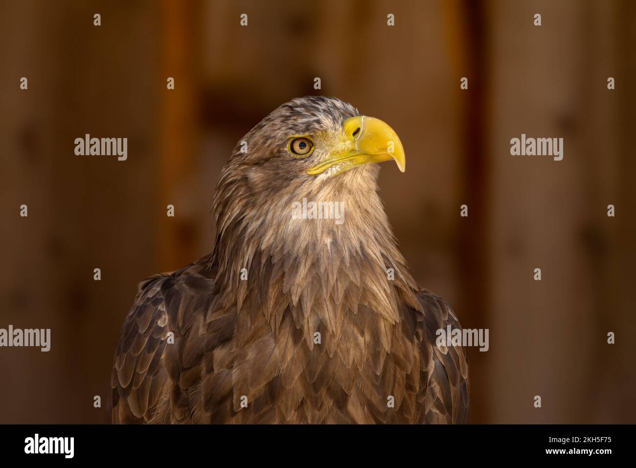 A shallow focus of a beautiful eagle with an attentive look Stock Photo ...