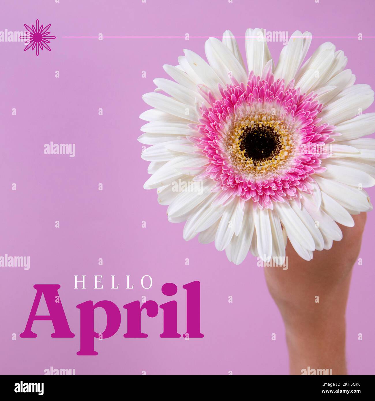 Composition of hello april text over flowers on pink background Stock ...