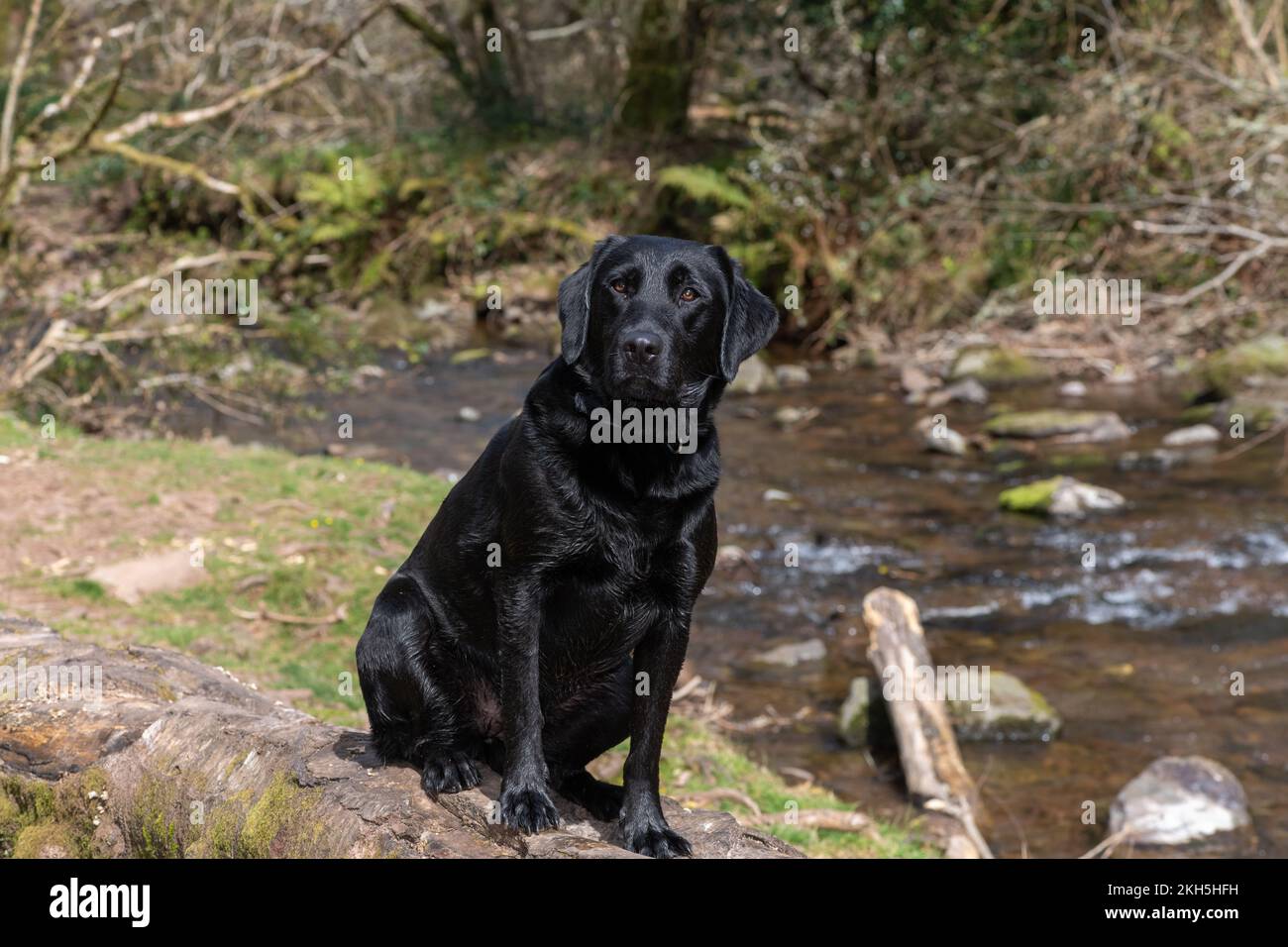 Portrait of a young black Labrador sitting on a log Stock Photo - Alamy