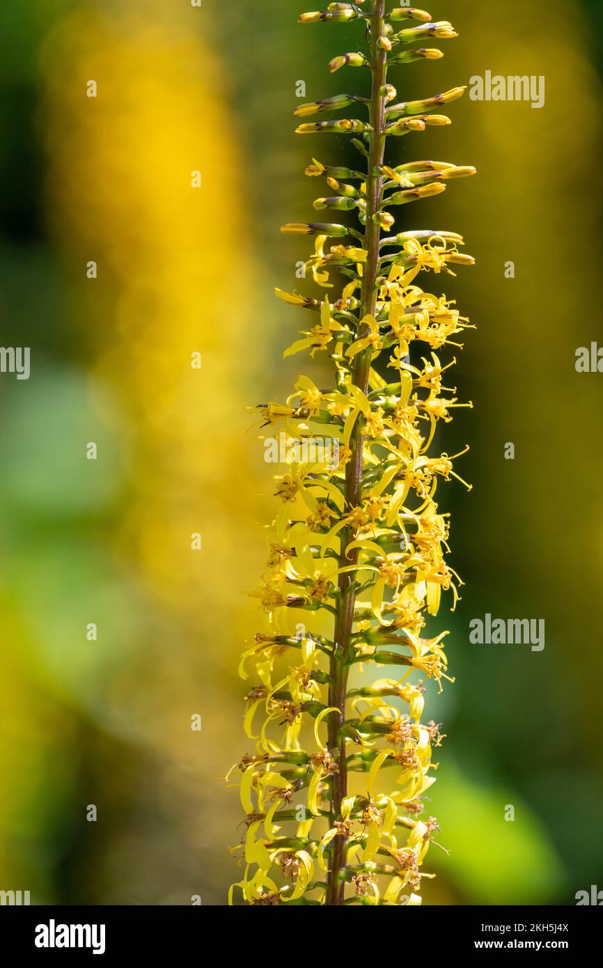 Close up of ligularia przewalskii flowers in bloom Stock Photo - Alamy