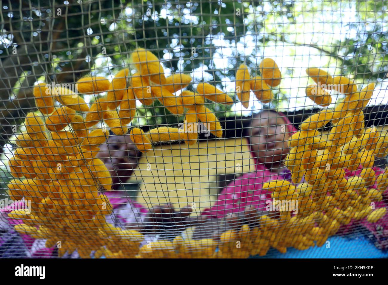 November 23, 2022, Dhaka, Dhaka, Bangladesh: Workers at yellow silk cocoons produced under a ...