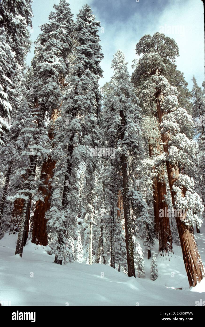Sequoia & Kings Canyon National Park. CA. USA. 2/1985. The General ...