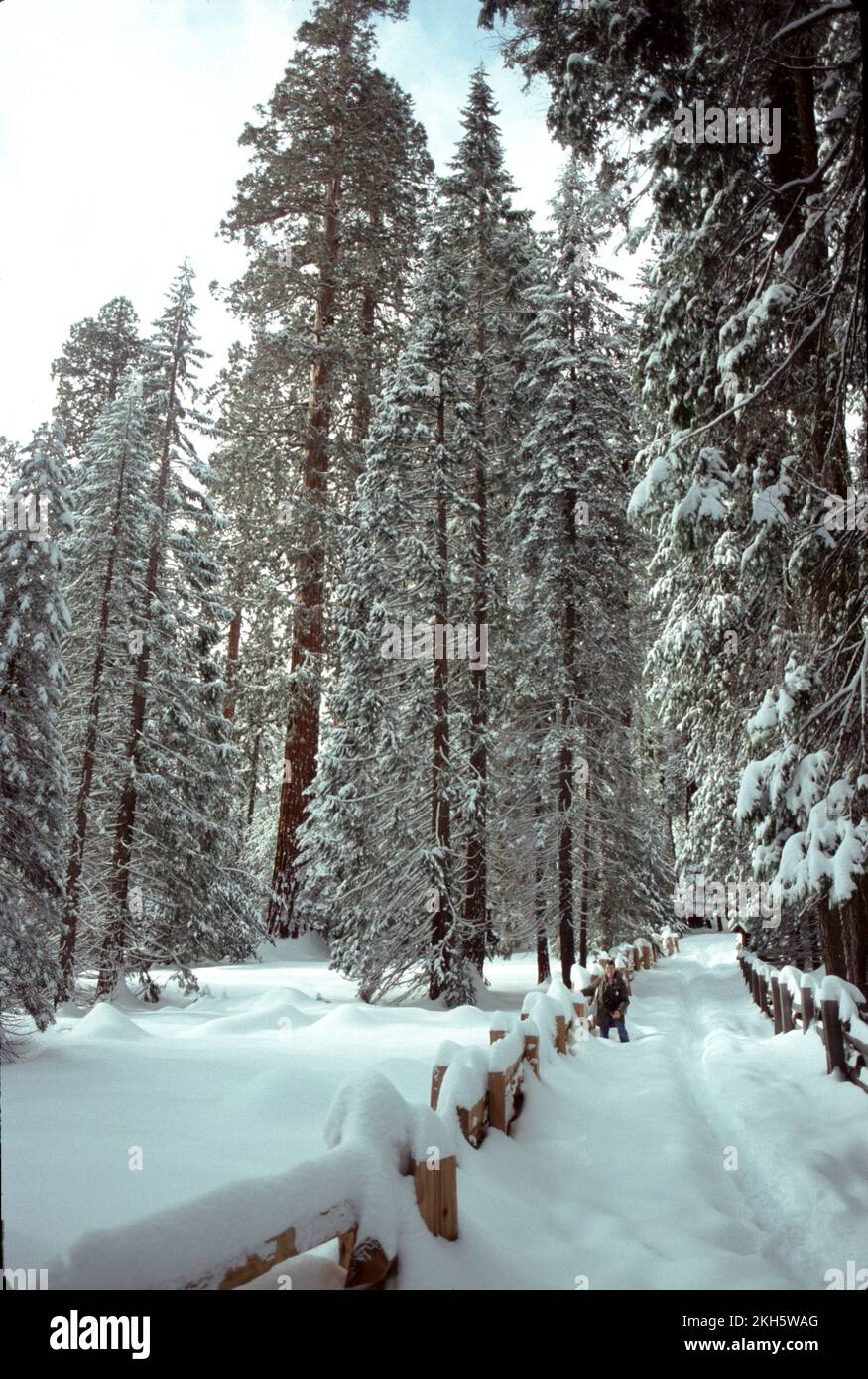 Sequoia & Kings Canyon National Park. CA. USA. 2/1985. The General ...