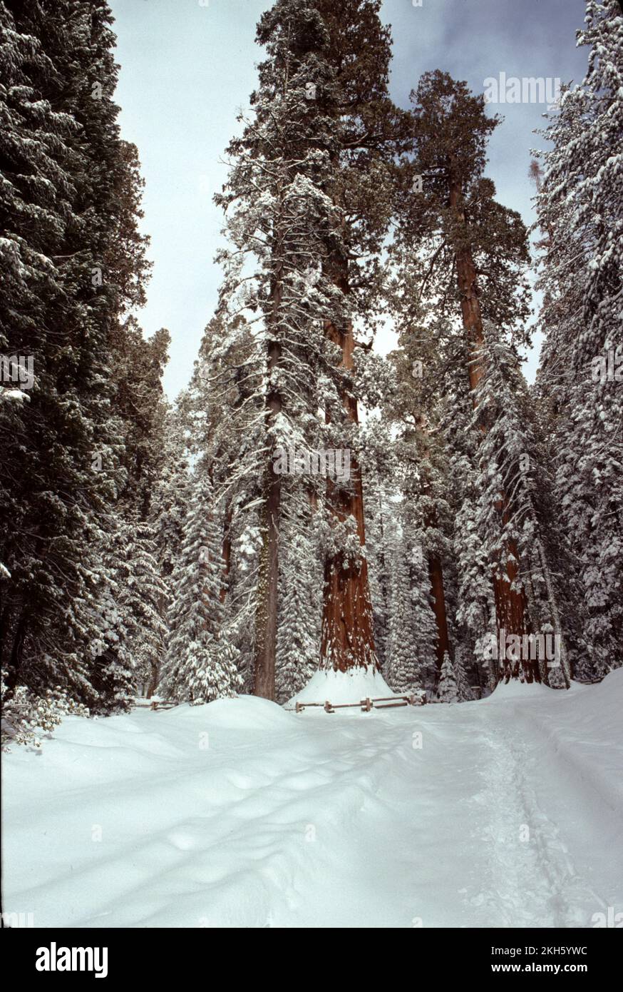 Sequoia & Kings Canyon National Park. CA. USA. 2/1985. The General ...