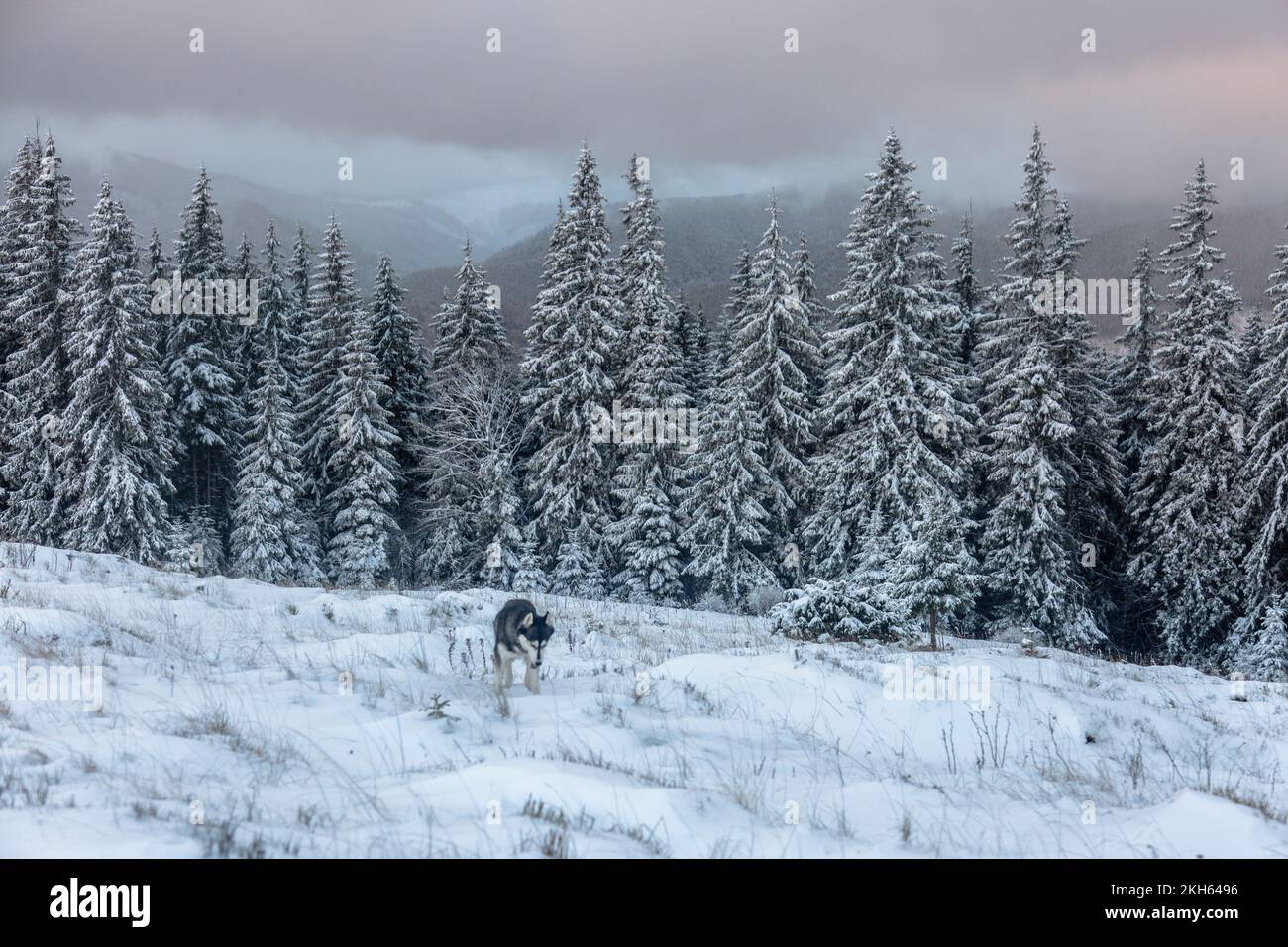 Siberian husky dog happy with the first snow in the winter forest ...
