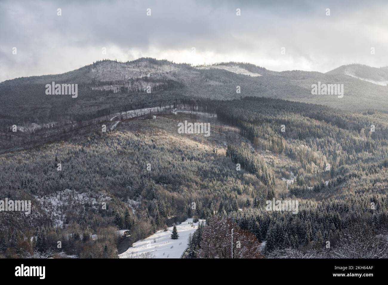 A snow covered mixed pine, fir and spruce trees forming a graphic ...