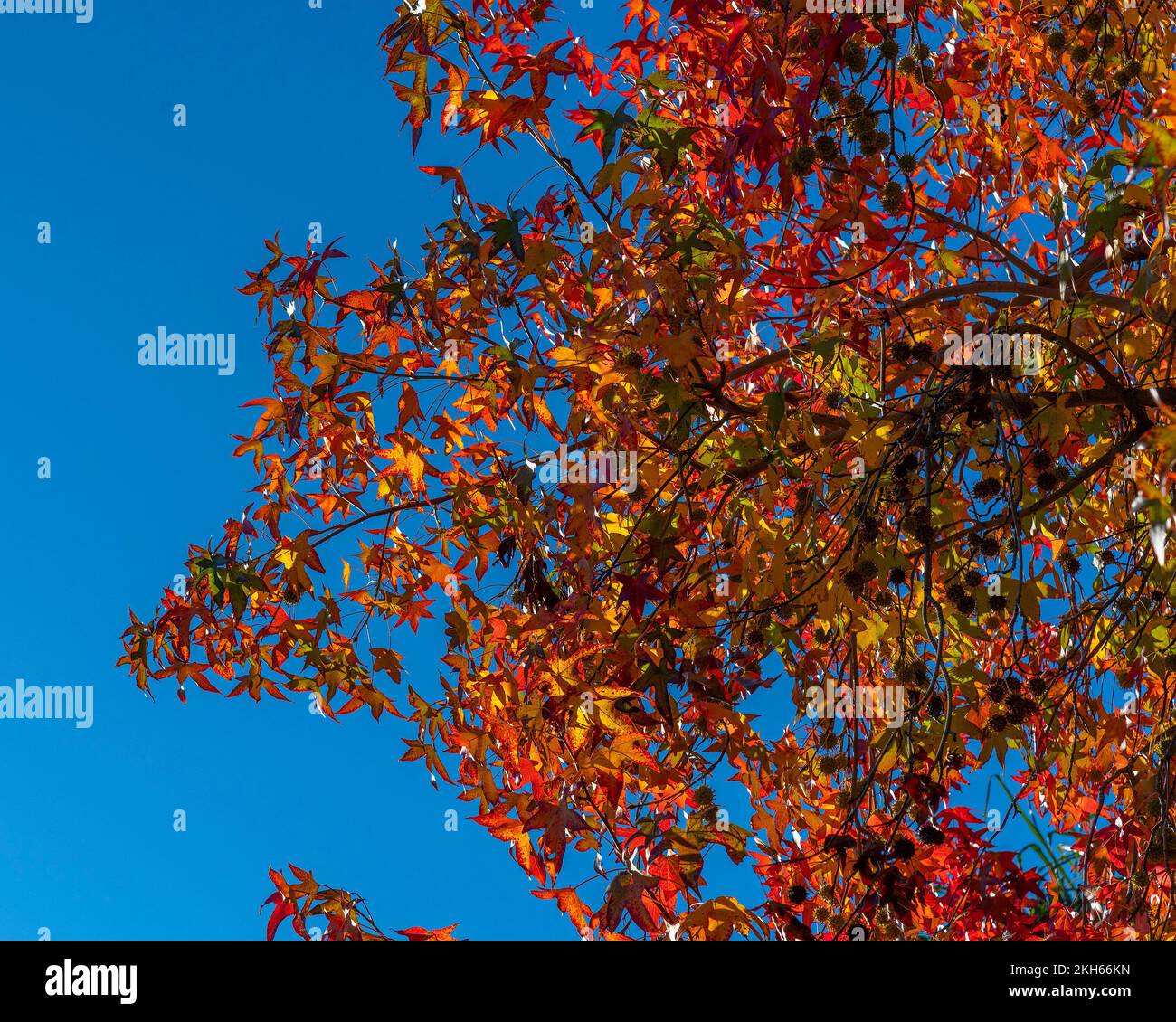 Colorful Autumn leaves bask in the bright sunshine Stock Photo - Alamy